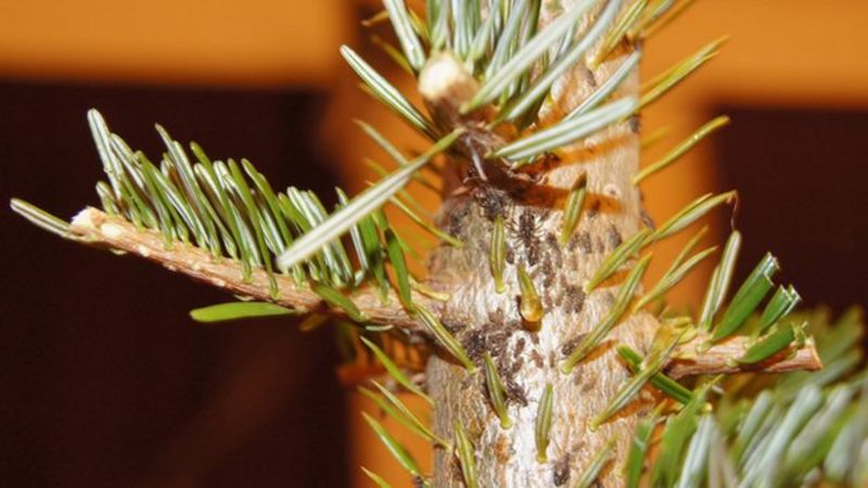 Christmas tree aphids invade Derby couple's home - BBC News