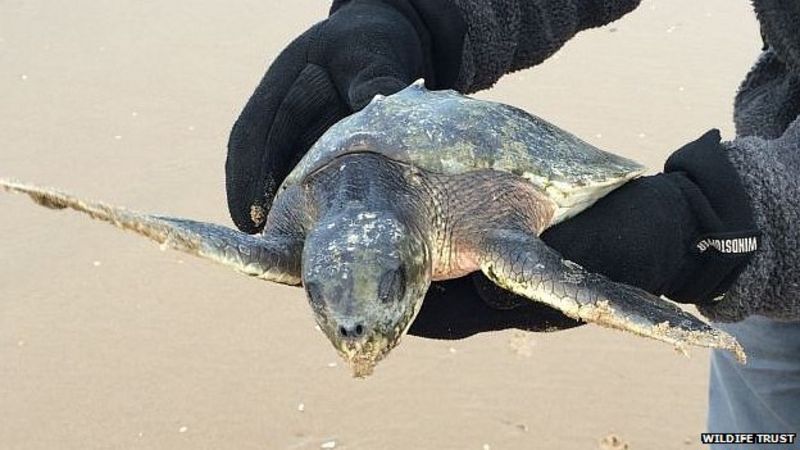 Rare turtles found on Formby and Walney Island beaches - BBC News