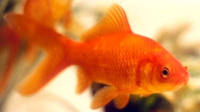 Constipated goldfish operated on by North Walsham vet - BBC News