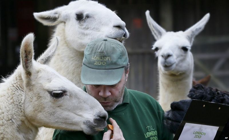 In pictures: London Zoo animals line up for stock take - BBC News