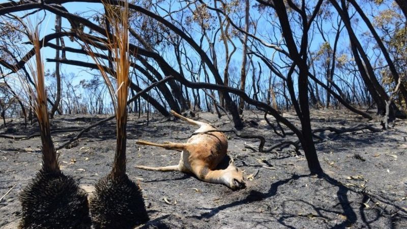 South Australia fires: 'Hundreds' of animals dead - BBC News