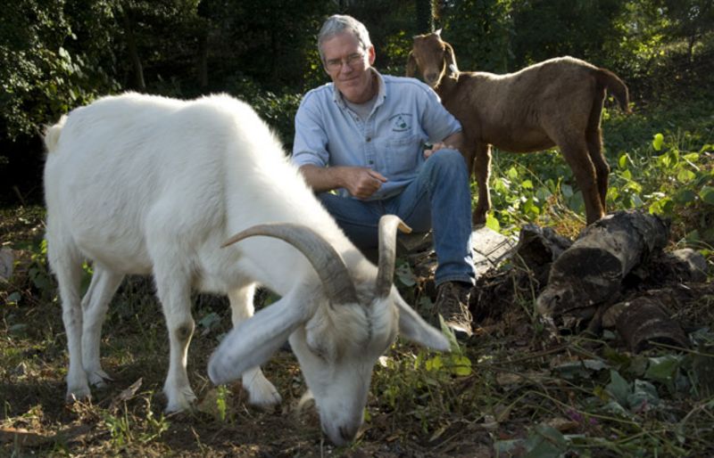 The goats fighting America's plant invasion - BBC News