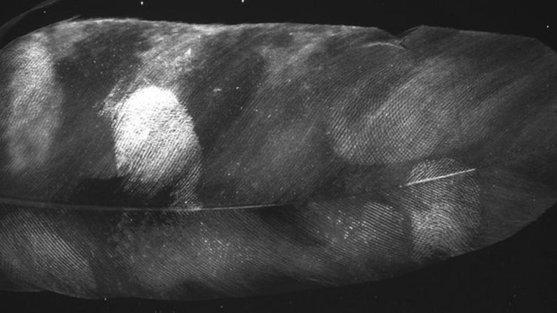 Fingerprints 'breakthrough' for wildlife crime investigators - BBC News