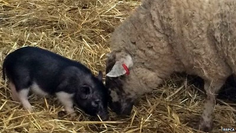 Abandoned lonely micro-pig gets offers of homes - BBC News