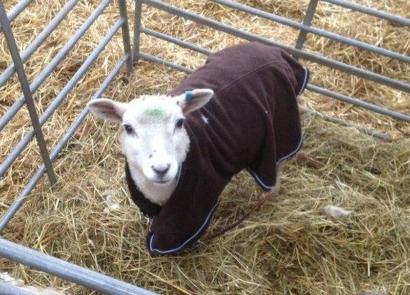 Lame lamb learns to walk with leg splints - BBC News