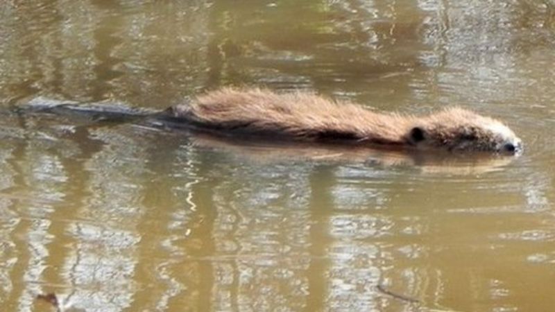 Beavers' return to Welsh rivers considered - BBC News