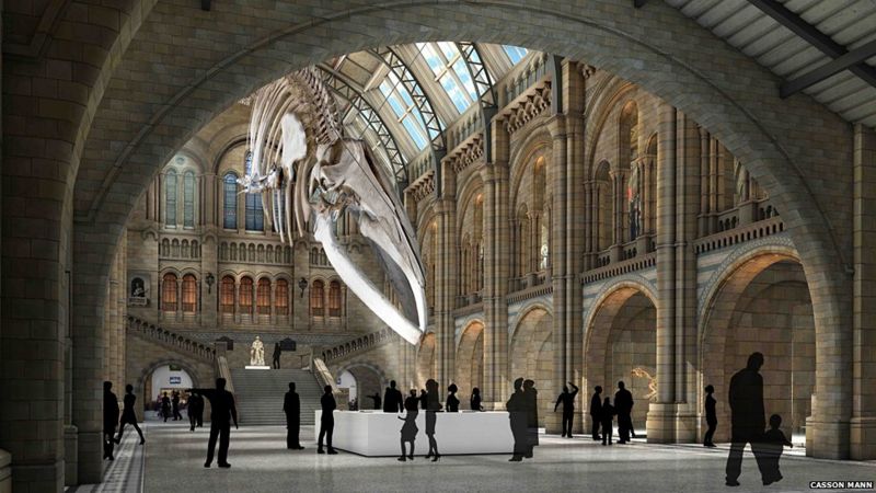 Museum's 'Dippy' dinosaur makes way for blue whale - BBC News