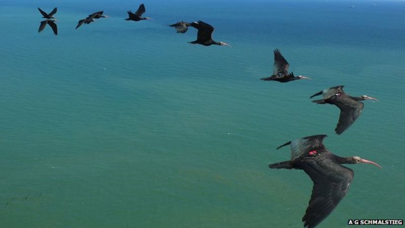 Flock co-operation: Birds take it in turns to lead - BBC News