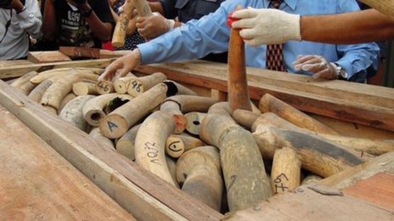 East Asian networks 'smuggle ivory across Africa' - BBC News