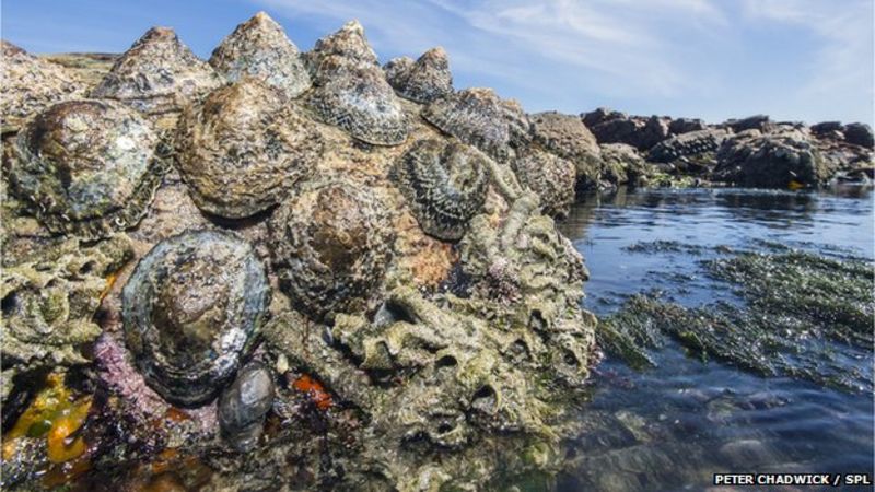 Limpet teeth set new strength record - BBC News
