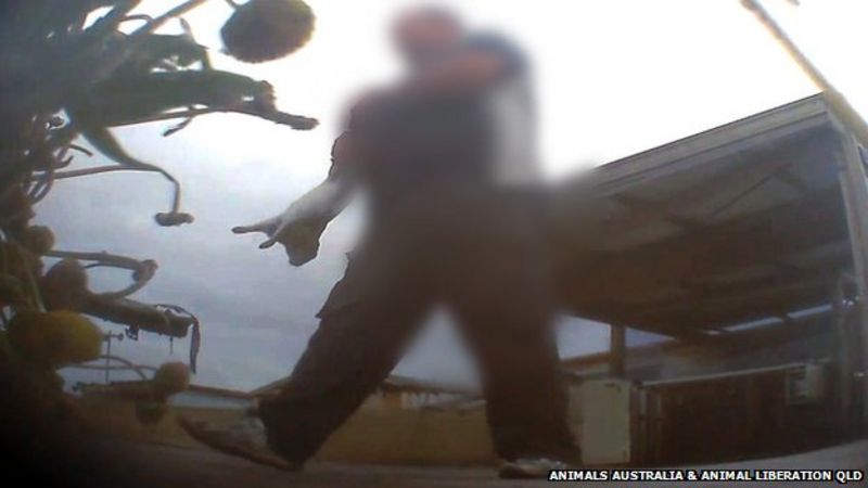 Abuse and 'wastage' in Australia's greyhound industry - BBC News