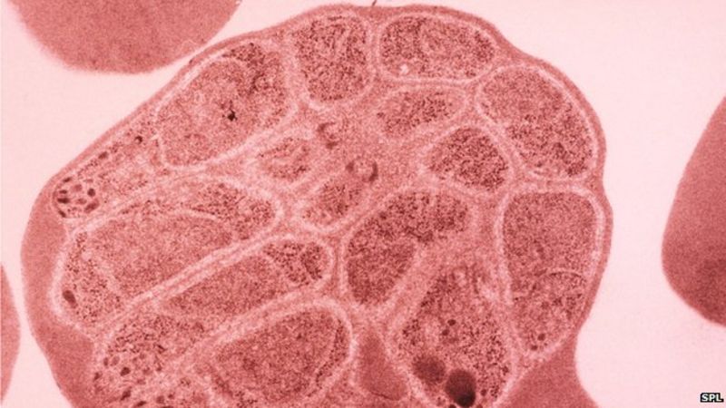 Malaria on Myanmar-India border is 'huge threat' - BBC News