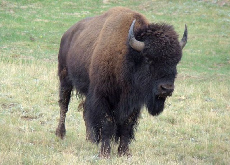 How do you solve a problem like the 'Beefalo'? - BBC News