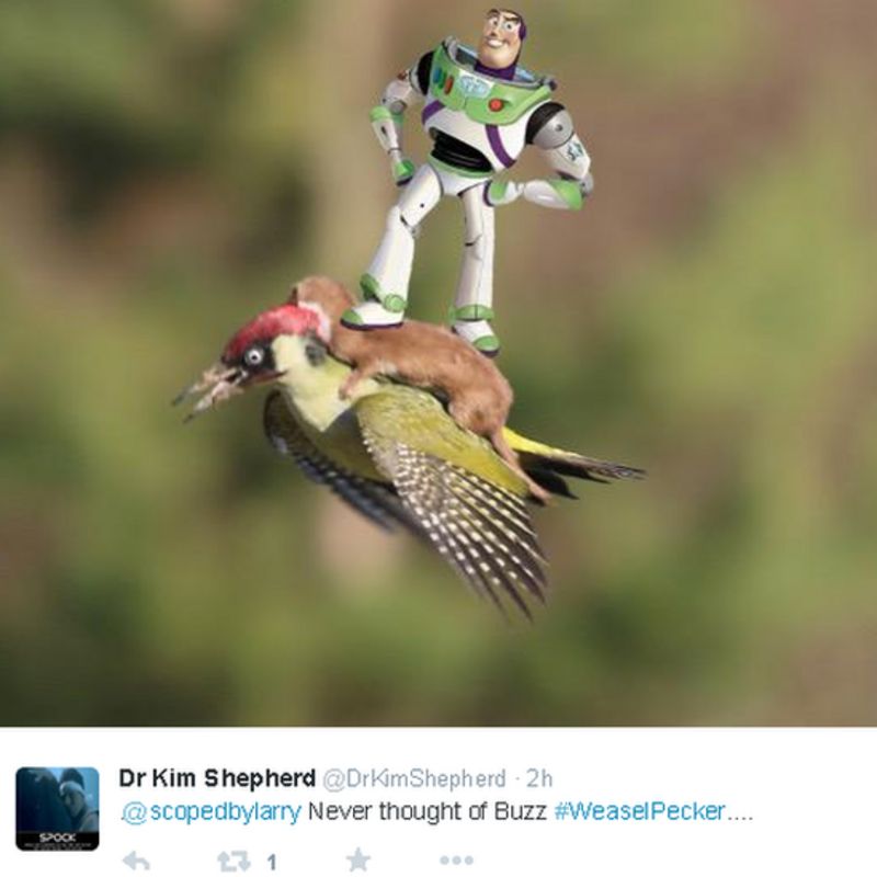 Woodpecker weasel picture party: Enjoy the #WeaselPecker memes - BBC News
