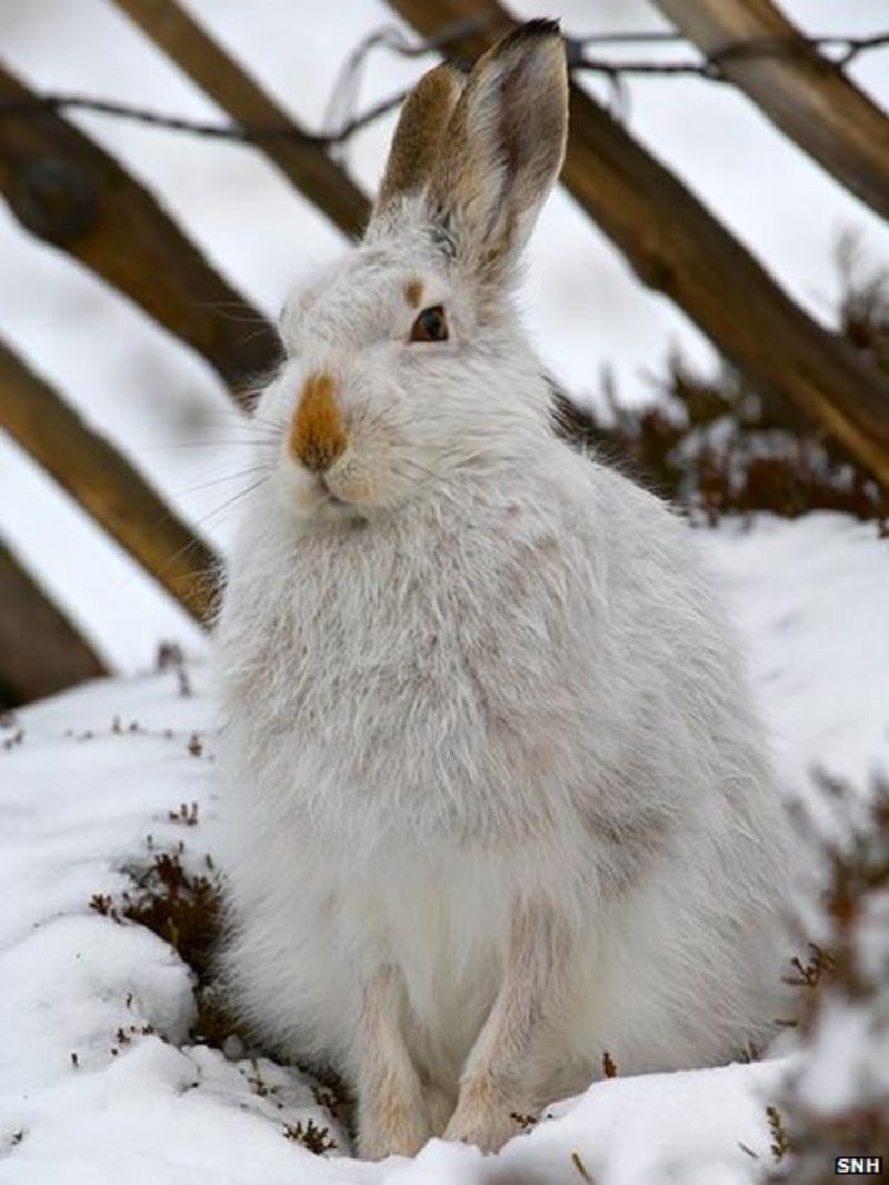 Hillwalkers' help sought on large-scale blue hare culls - BBC News