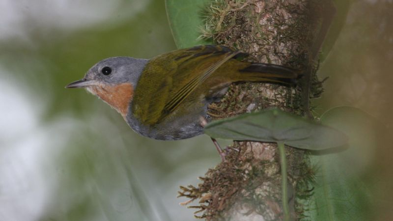 Tuneful song reveals new species of Himalayan thrush - BBC News
