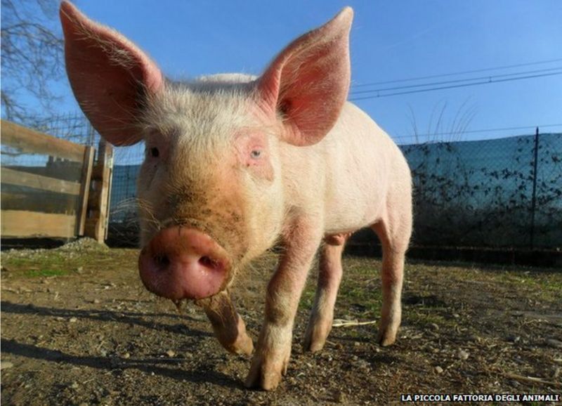 A woman on a mission to save Italy's pigs - BBC News