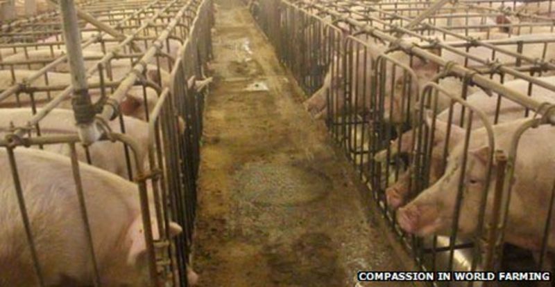 A woman on a mission to save Italy's pigs - BBC News