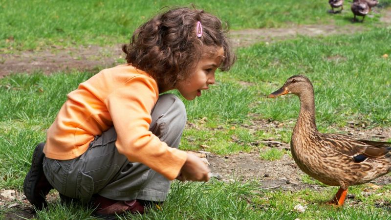 Feeding ducks bread: Viral sign sparks anger and confusion - BBC News
