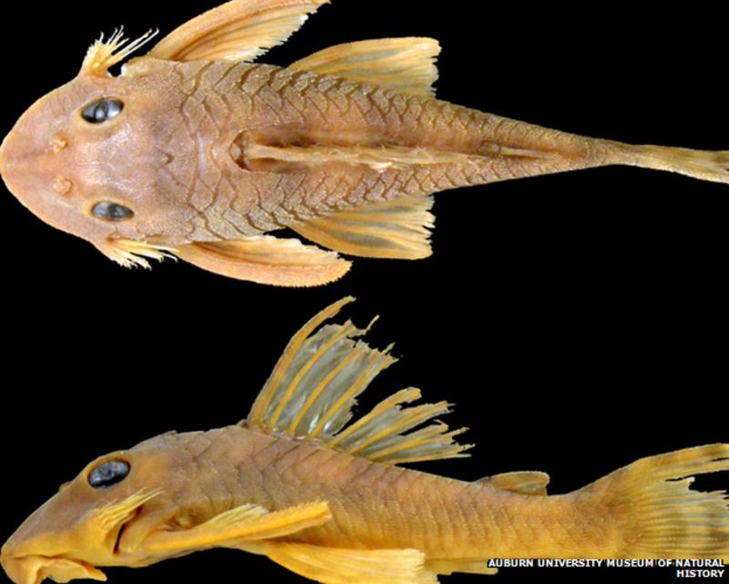 Star Wars bounty hunter inspires new fish name - BBC News