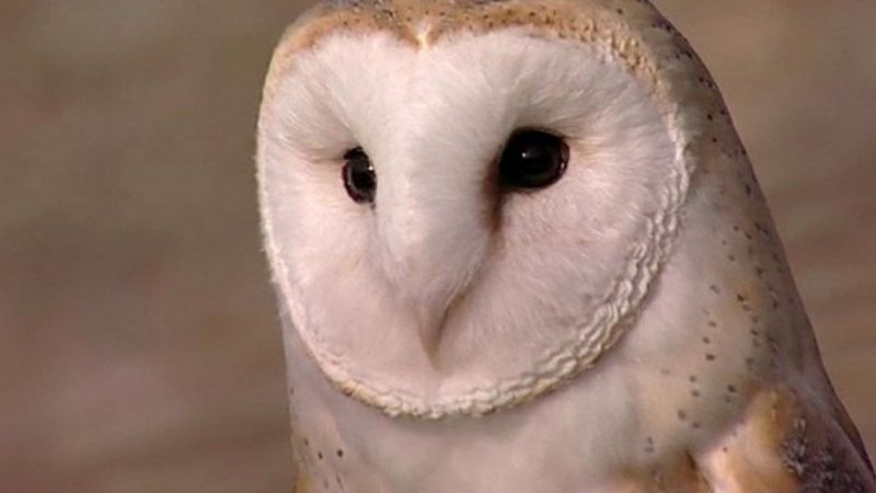 Can animals really predict the weather? - BBC Newsround