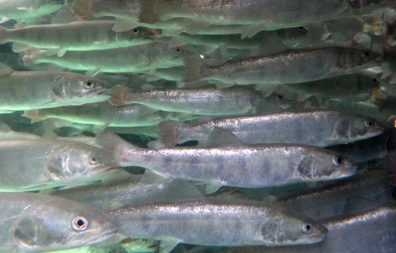 The beast of the Danube - BBC News