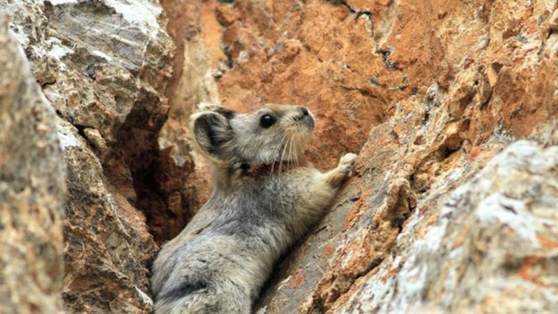 China's Ili Pika: The 'magic bunny' goes viral - BBC News