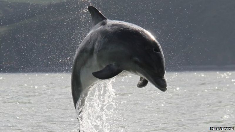 'Unusual' dolphin breed spotted in Cardigan Bay - BBC News