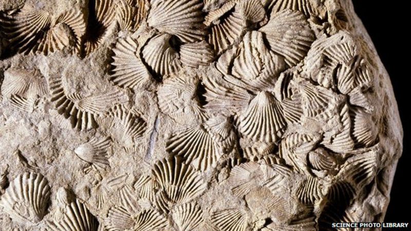 New mass extinction event identified by geologists - BBC News