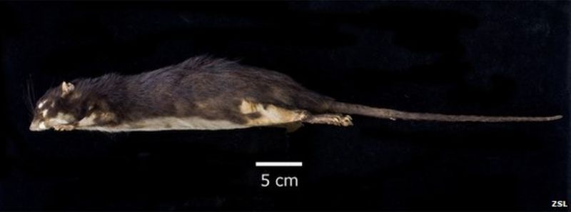 Caribbean super-rat history extracted from DNA - BBC News