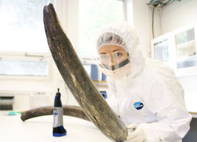 Mammoth genome sequence completed - BBC News