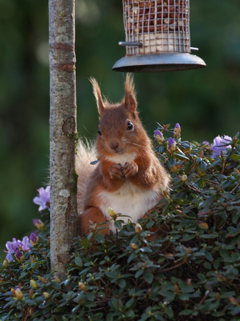 Your pictures of Scotland: 17-24 April - BBC News