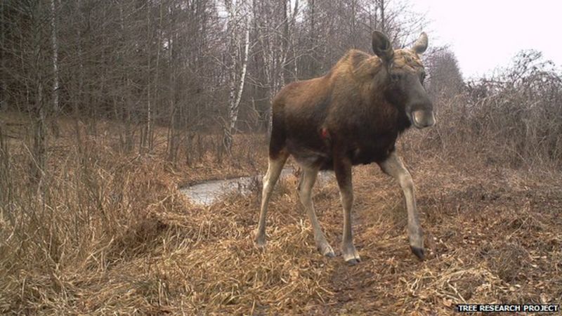 Cameras reveal the secret lives of Chernobyl's wildlife - BBC News