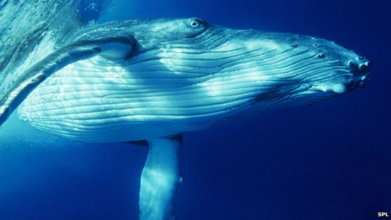 Big whales have stretchy nerves to help them gulp - BBC News