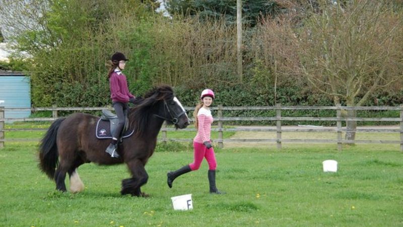 School ponies help boost pupils' life skills - BBC News