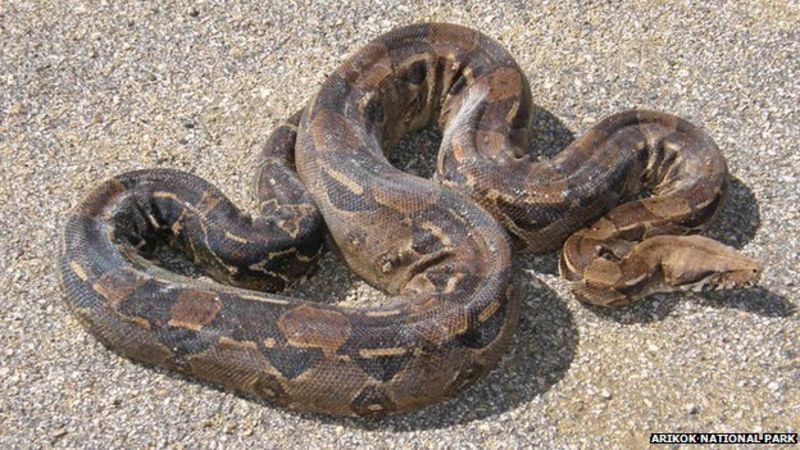 The hitchhiking snakes of the Caribbean - BBC News