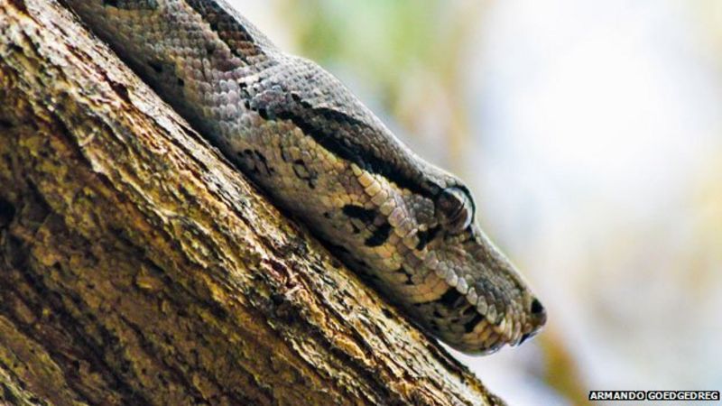 The hitchhiking snakes of the Caribbean - BBC News