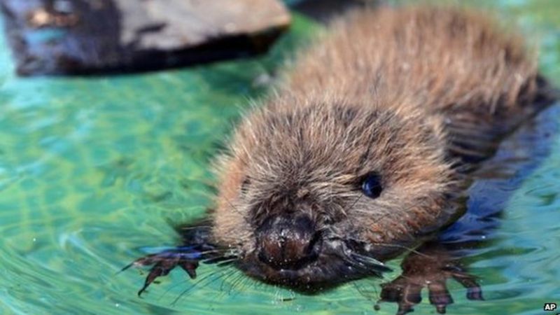 Welcome back beavers, says Moray-based charity - BBC News