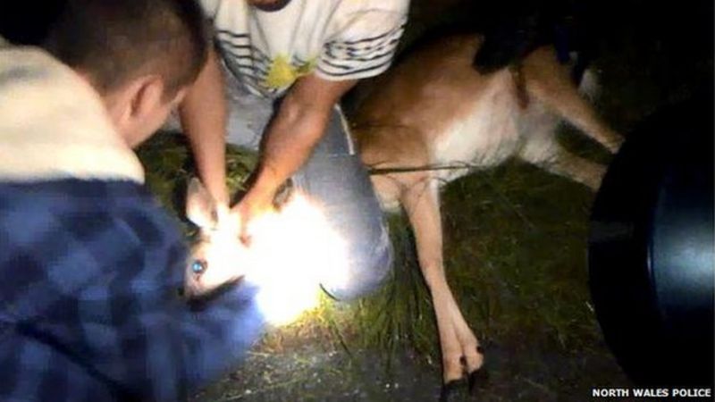 Pair jailed over 'barbaric' deer death - BBC News