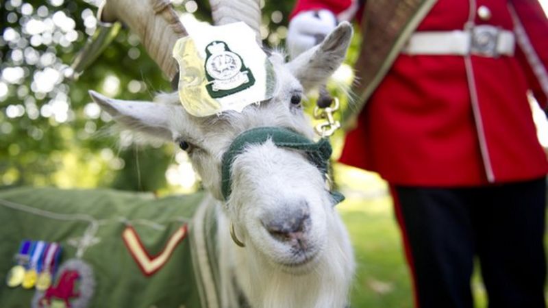 Royal Welsh appoints new regimental goat Fusilier Llywelyn - BBC News