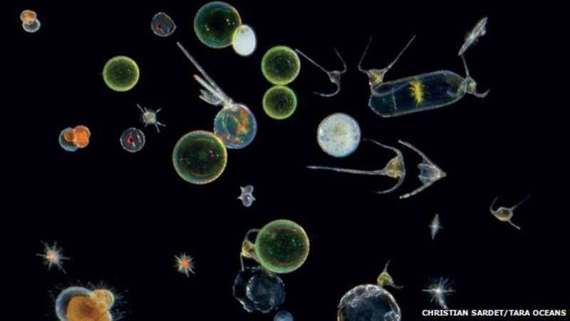 Ocean's hidden world of plankton revealed in 'enormous database' - BBC News