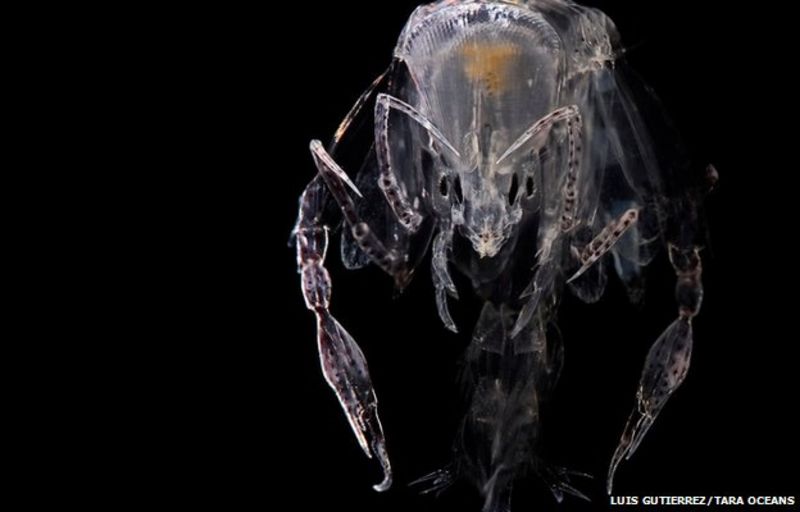 Ocean's hidden world of plankton revealed in 'enormous database' - BBC News