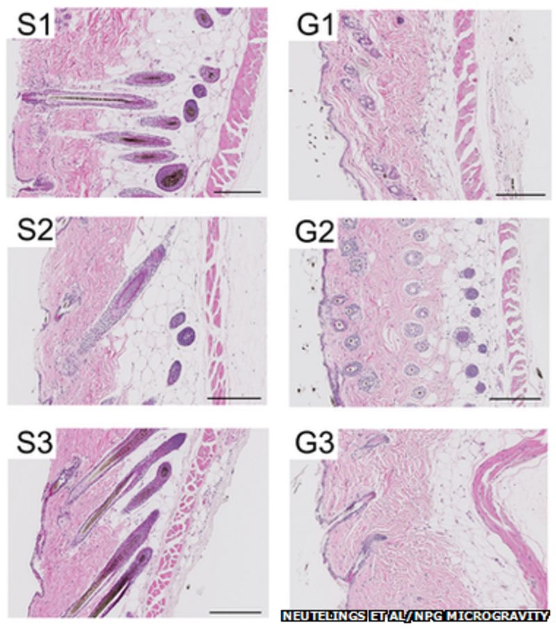 Mice in space develop thin skin - BBC News