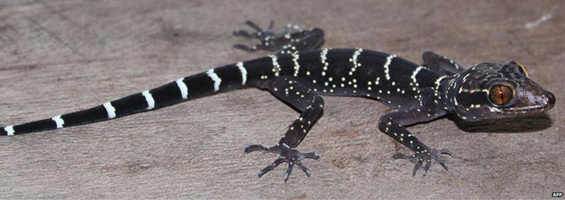 'Dementor' wasp among 139 new species found in Mekong - BBC Newsround