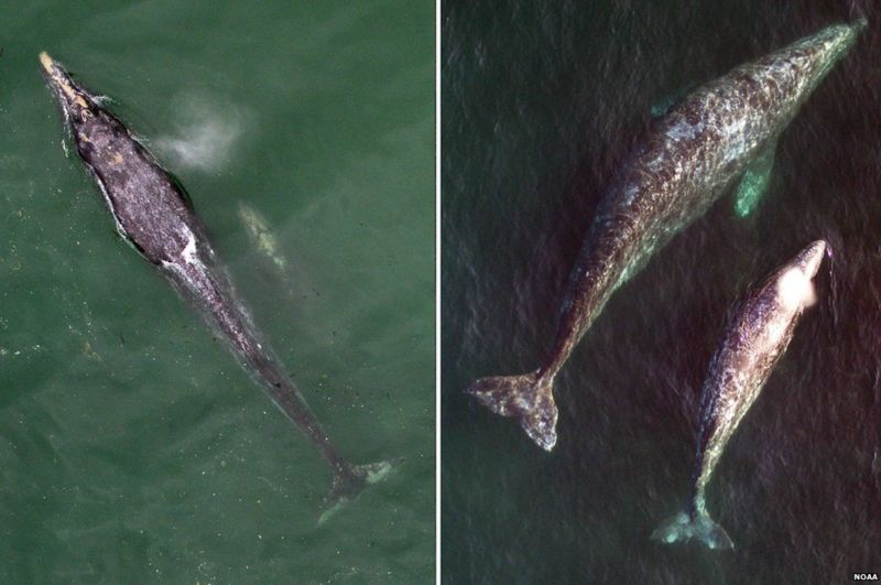 In pictures: Drones take whale science to new heights - BBC News