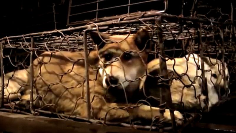 China Yulin dog meat festival under way despite outrage - BBC News