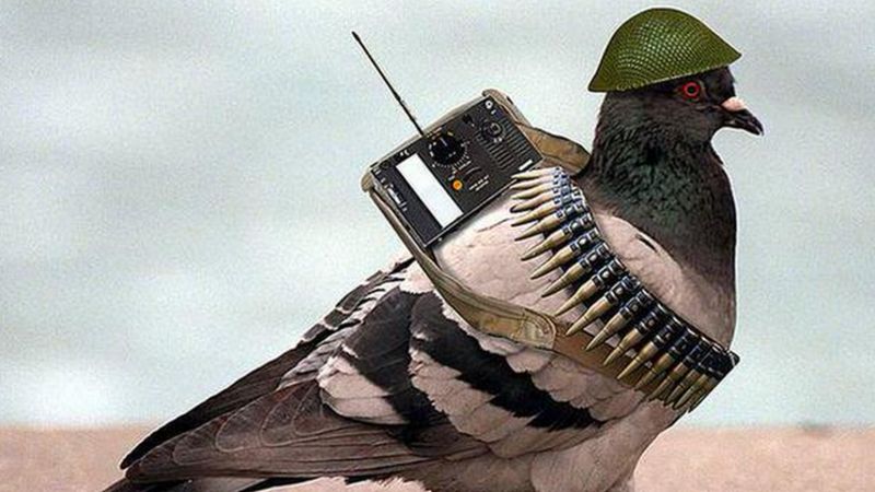 Pakistani villager urges India to return 'spy' pigeon - BBC News