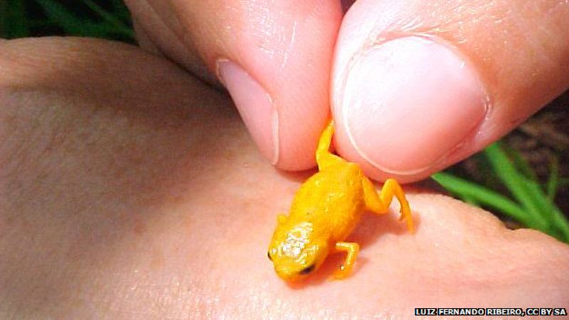 Seven tiny frog species found on seven mountains - BBC News