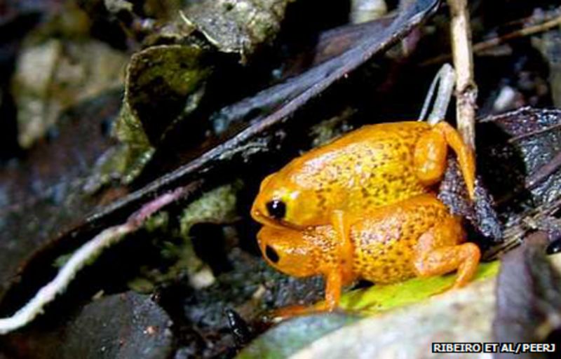 Seven tiny frog species found on seven mountains - BBC News