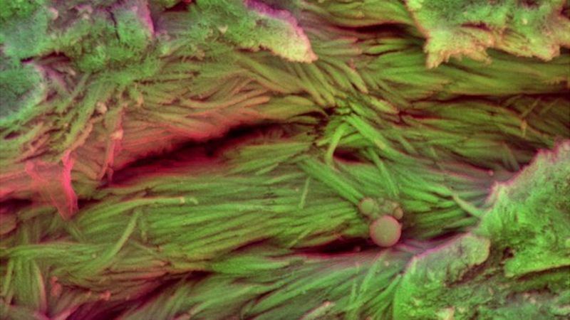 'Blood cells' found in dino fossils - BBC News